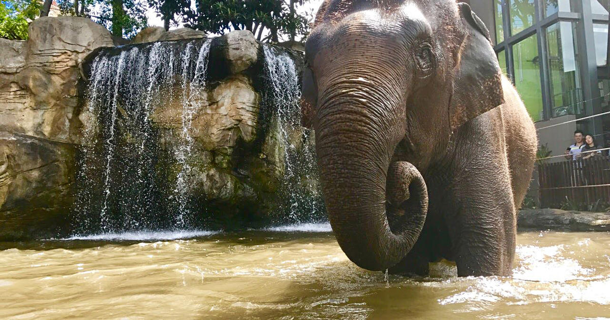 Elephants know how to beat the heat | Taronga Conservation Society ...