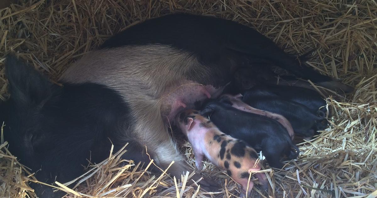 Farmyard welcomes playful piglets | Taronga Conservation Society Australia