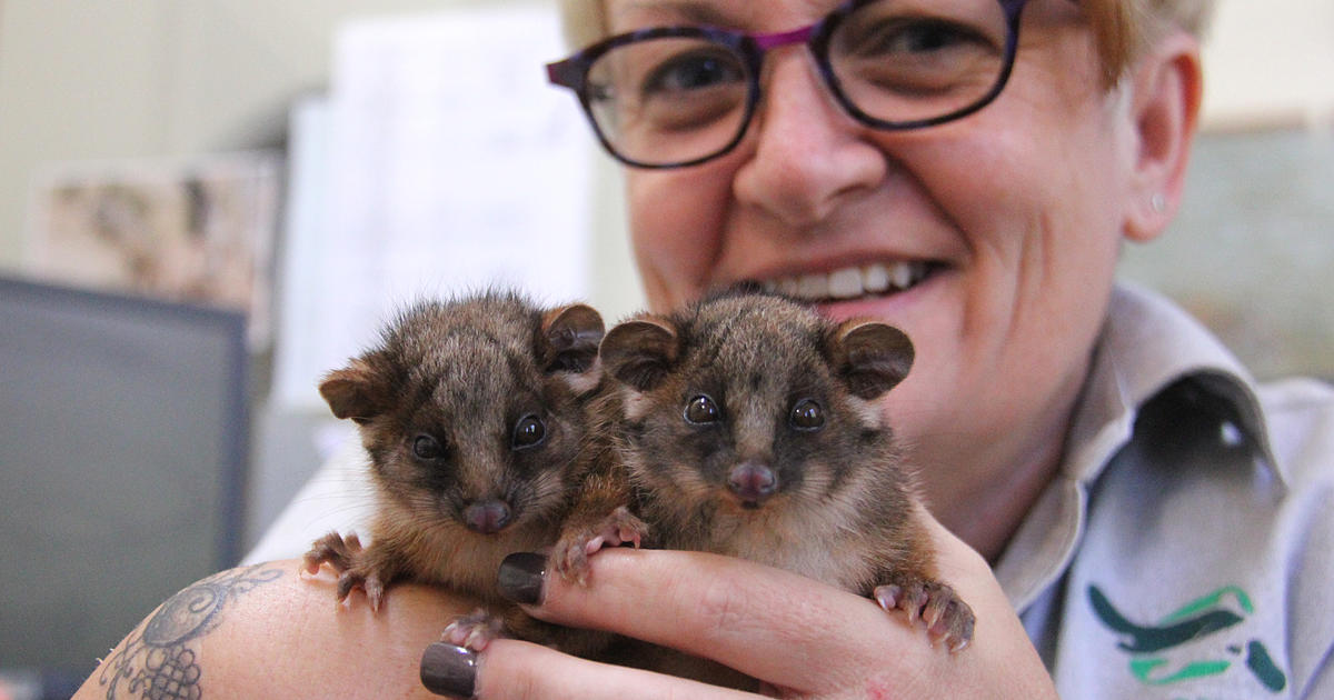 Twin possums find a new mum at Taronga | Taronga Conservation Society ...