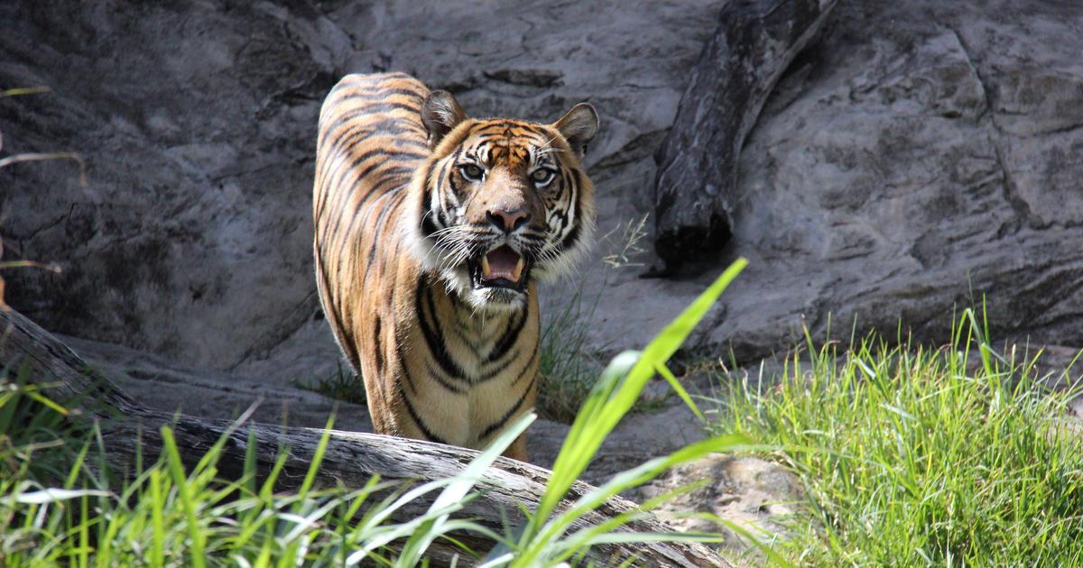Taronga tiger moves north to continue role in breeding program ...