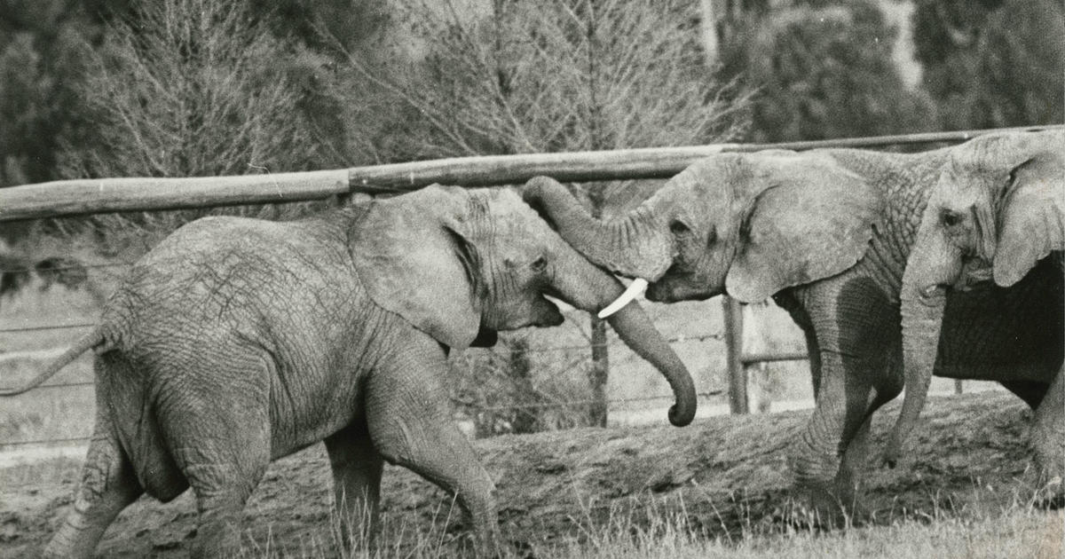 Cuddles - the Zoo's sweetheart | Taronga Conservation Society Australia