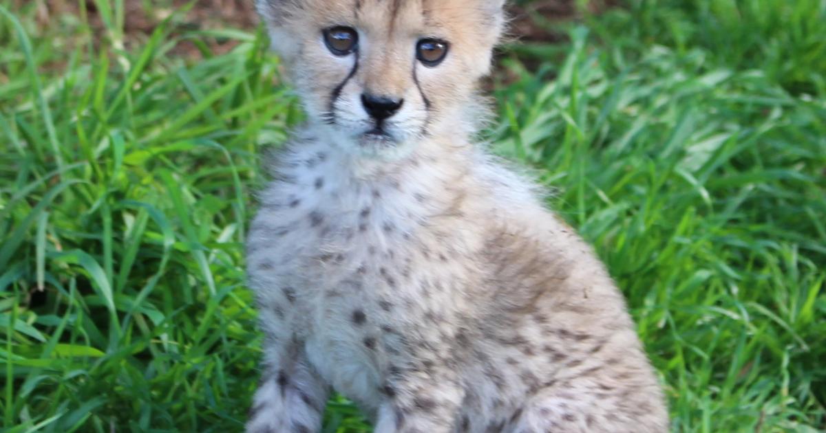 Taronga Western Plains Zoo keepers hand raise Cheetah cub | Taronga ...
