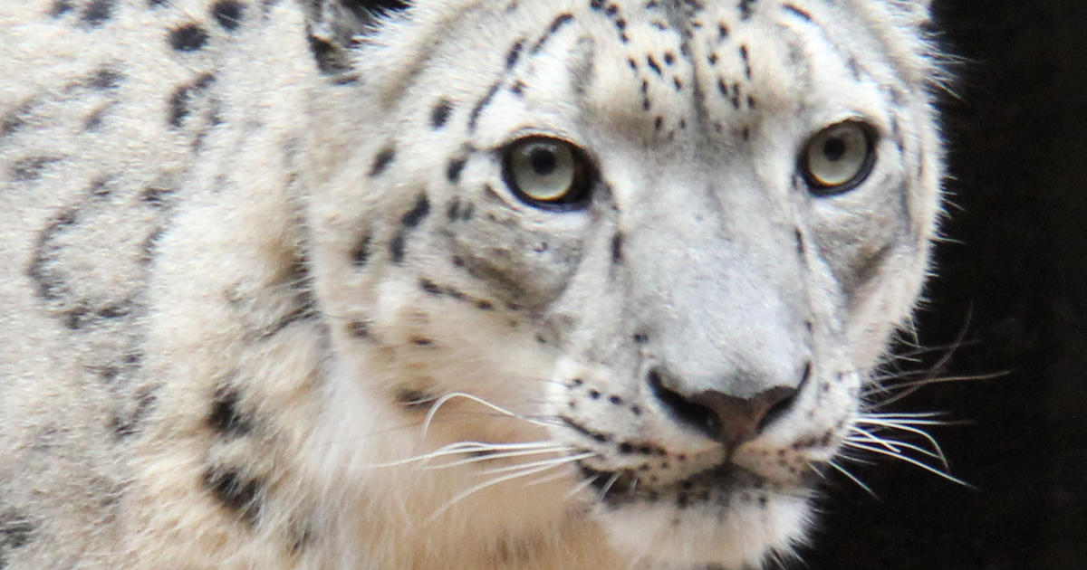 Snow Leopards prepare for their big move | Taronga Conservation Society ...