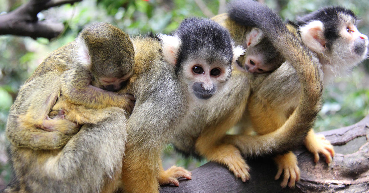 Two tiny new Squirrel Monkeys born at Taronga | Taronga Conservation ...