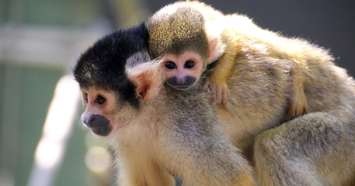 Taronga welcomes tiny troop of Squirrel Monkey babies | Taronga ...