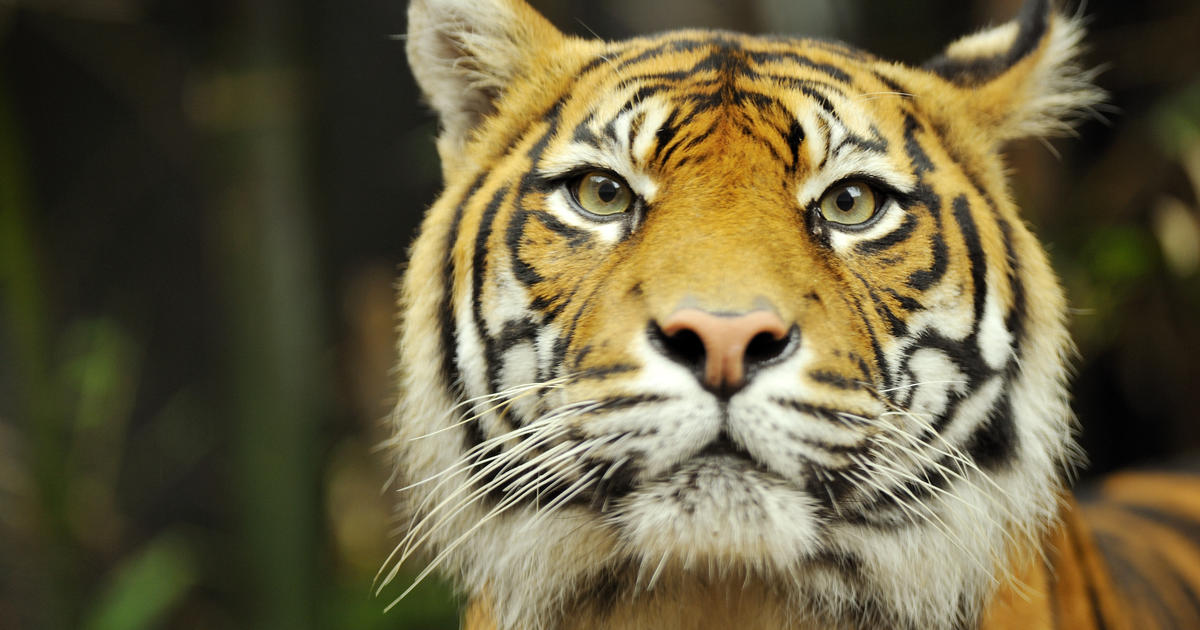 Taronga says 'see you later' to our tigers | Taronga Conservation ...