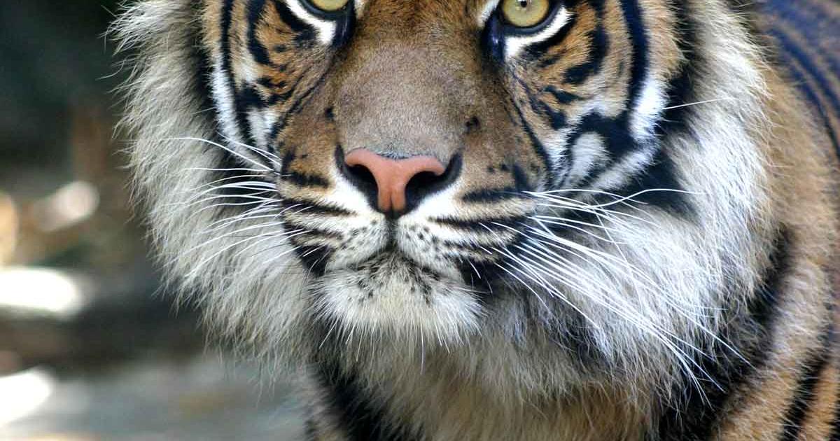 Tiger update from Dubbo | Taronga Conservation Society Australia