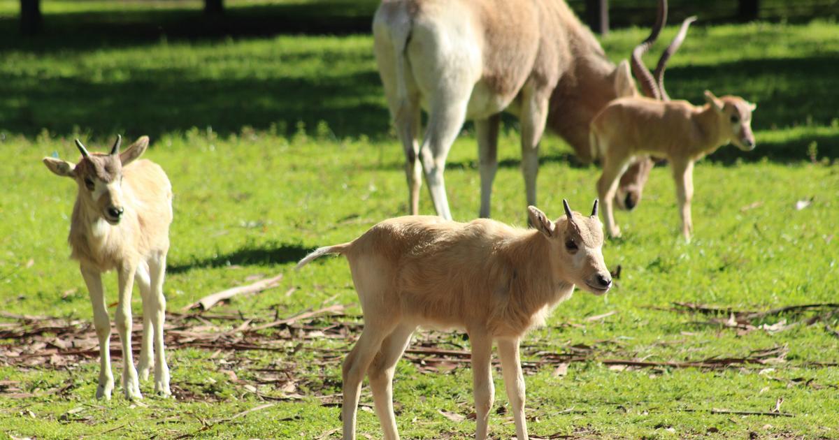 Three Addax calves welcomed to the herd | Taronga Conservation Society ...