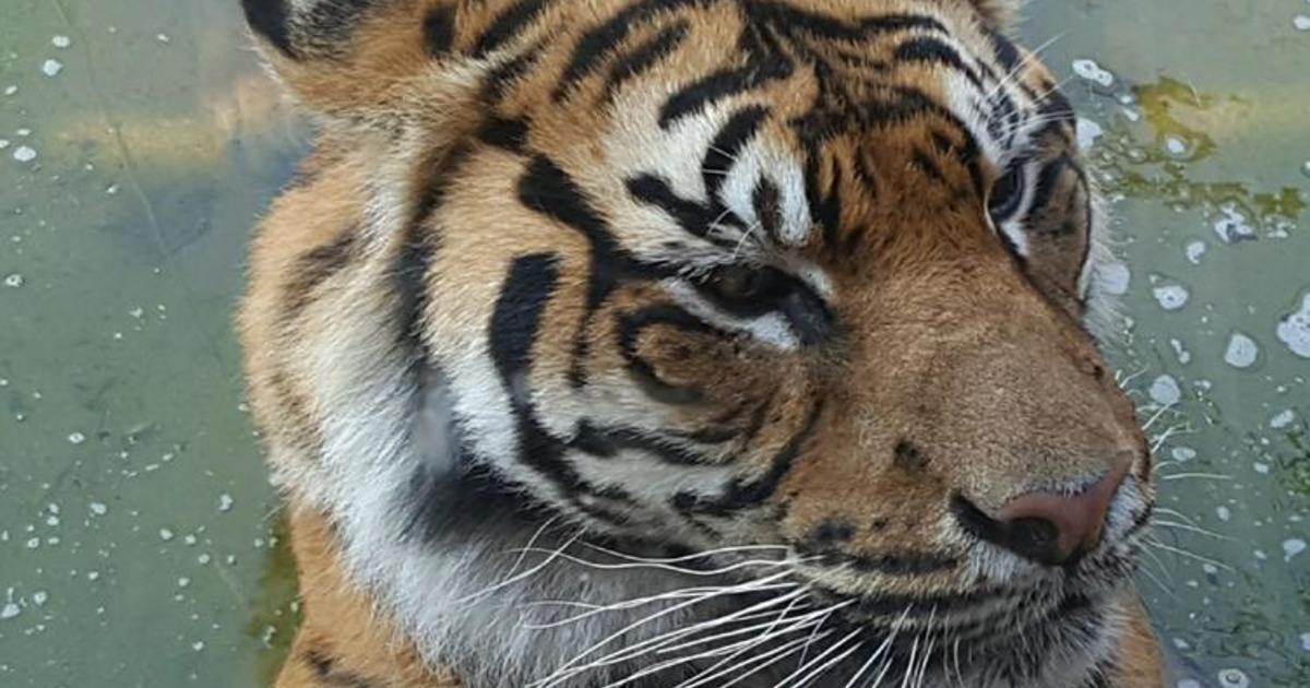 As the temperature heated up, Taronga Zoo’s animals played it cool ...