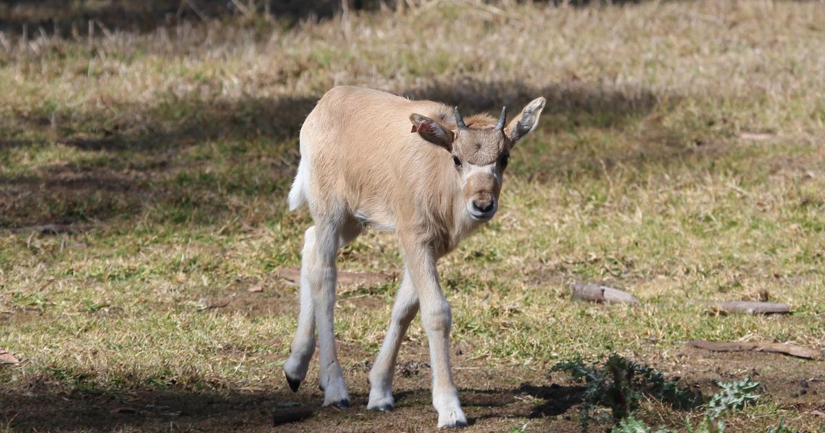 Two healthy Addax calves born in June | Taronga Conservation Society ...