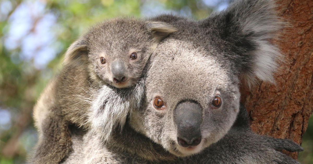 Koala joeys emerge in time for Christmas | Taronga Conservation Society ...