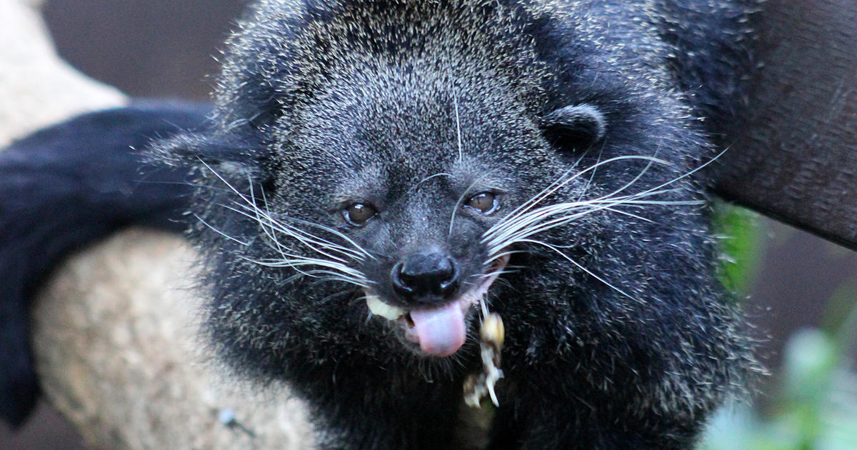 Celebrating Taronga’s banana-loving Binturong | Taronga Conservation ...