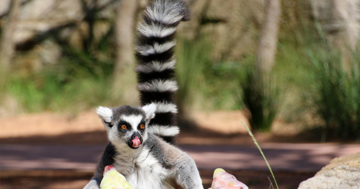 CHRISTMAS COMES EARLY FOR TARONGA’S ANIMALS | Taronga Conservation ...