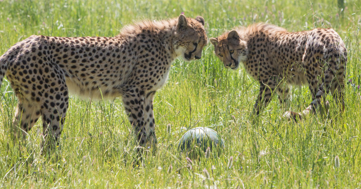 Juvenile Cheetahs become great mates | Taronga Conservation Society ...