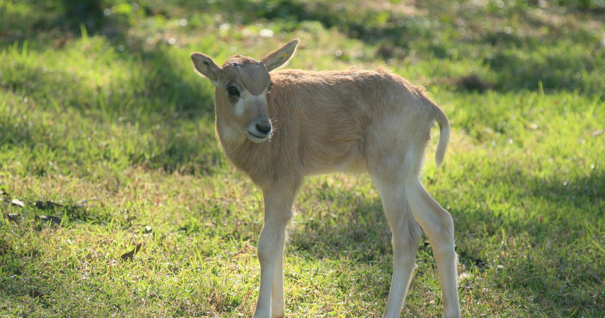 Rare Addax Calf Born | Taronga Conservation Society Australia