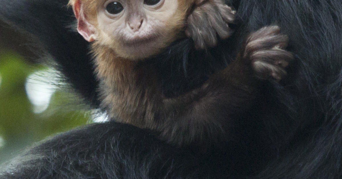 Taronga Farewells Monkey Infant | Taronga Conservation Society Australia
