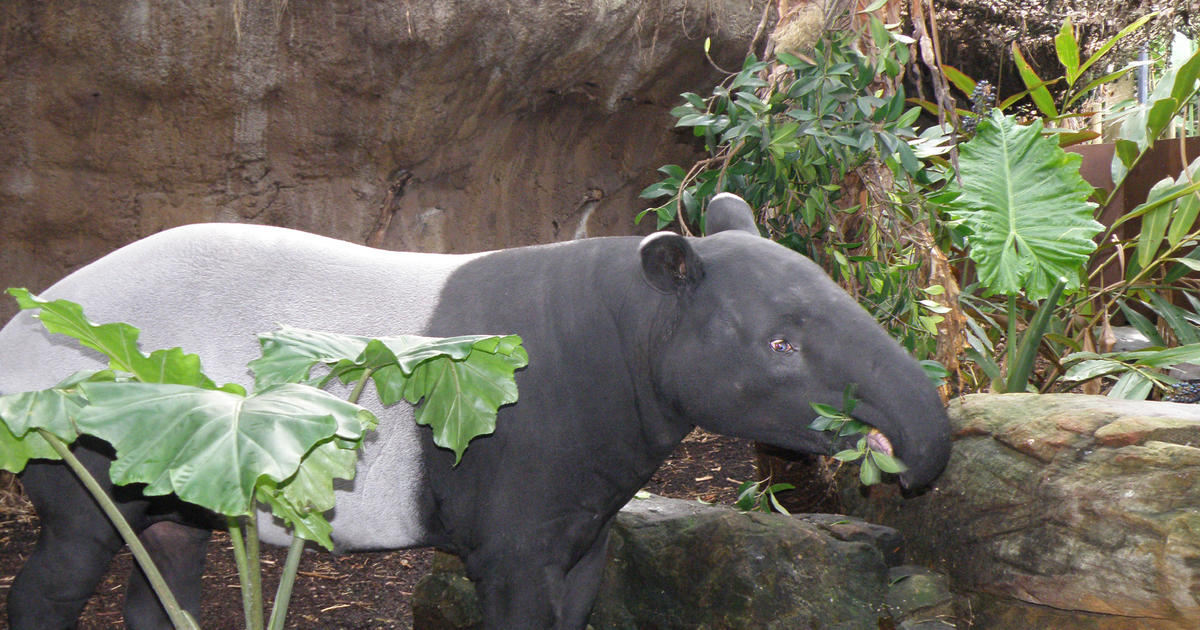 Taronga Celebrates World Tapir Day | Taronga Conservation Society Australia