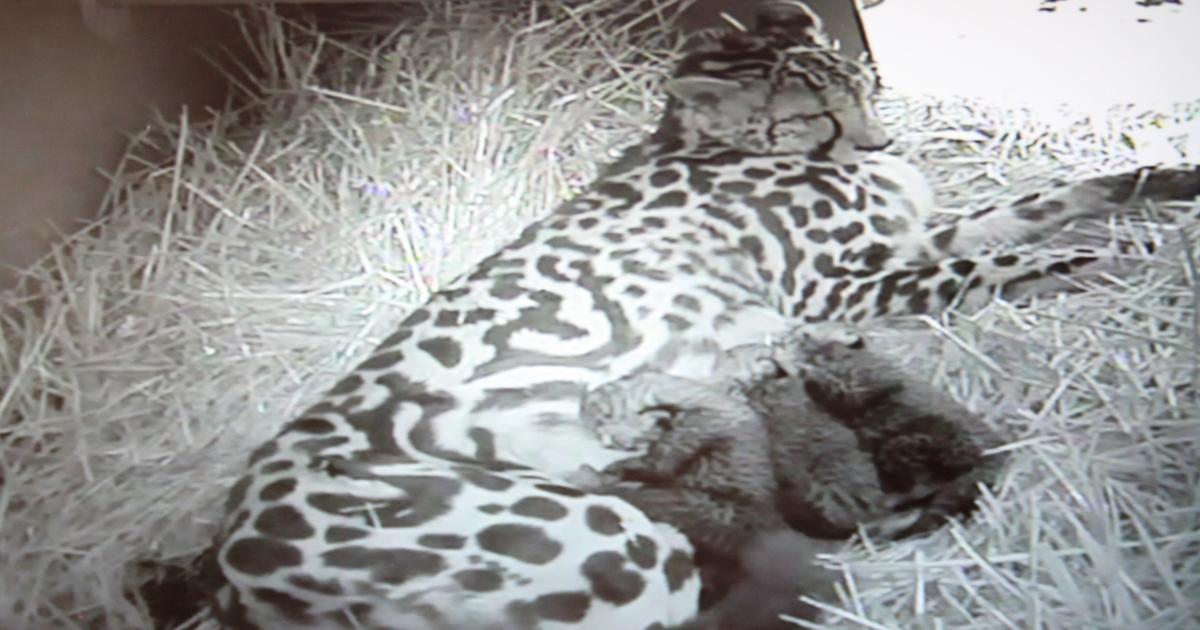 Breeding success for Cheetah in Dubbo | Taronga Conservation Society ...