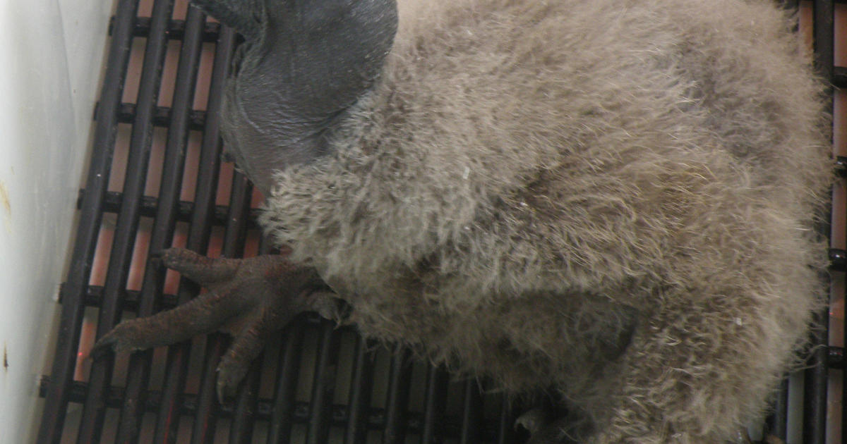 Condor Hatchling | Taronga Conservation Society Australia