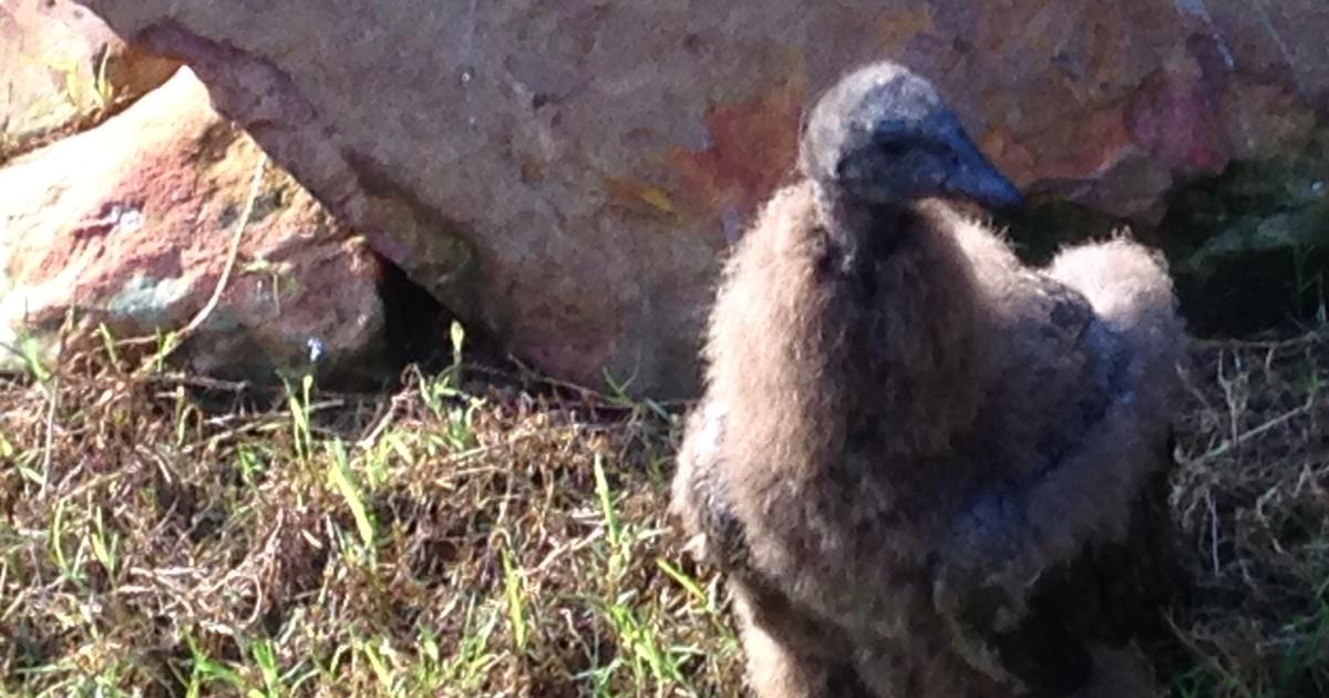 Condor chick ventures out | Taronga Conservation Society Australia
