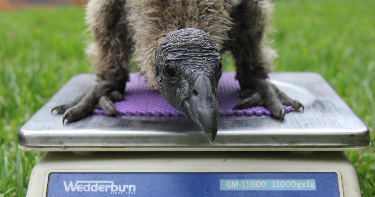 Andean Condor chick hatches at Taronga | Taronga Conservation Society ...