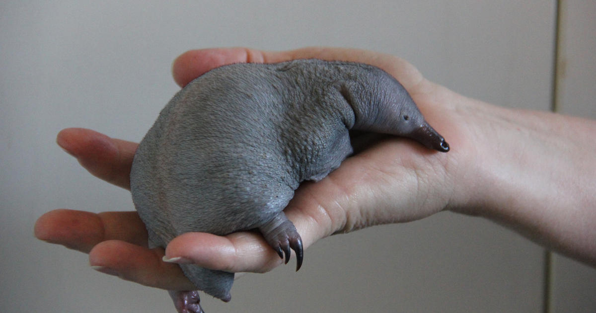 Taronga Cares for Tiny Echidna Puggle | Taronga Conservation Society ...