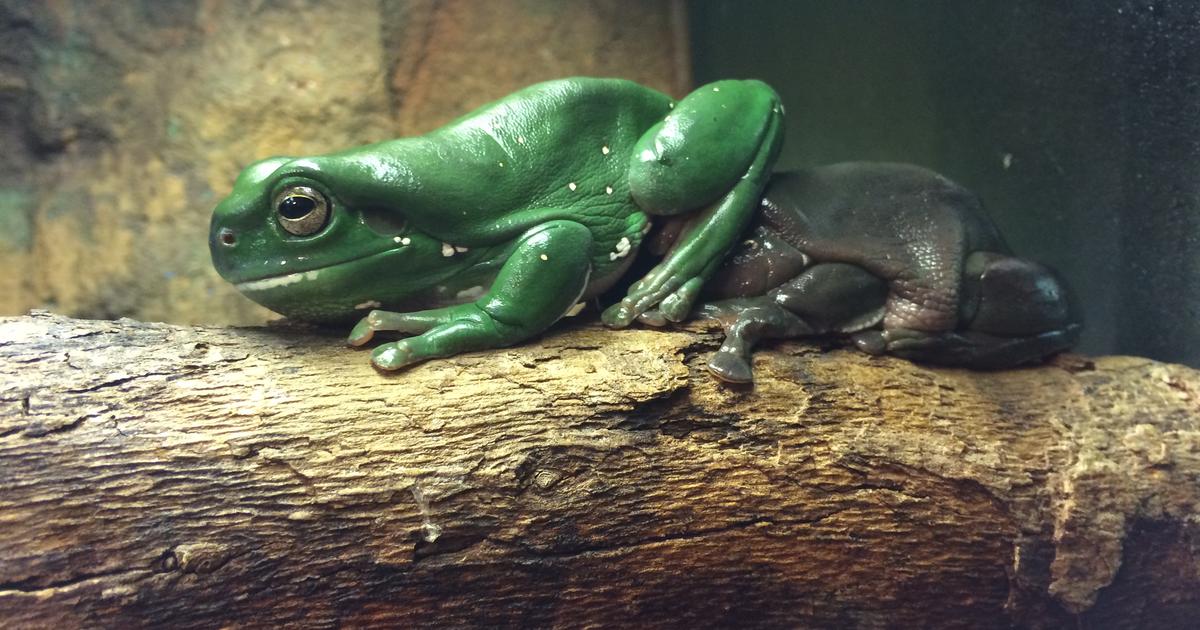 Froggy friends leap to it | Taronga Conservation Society Australia