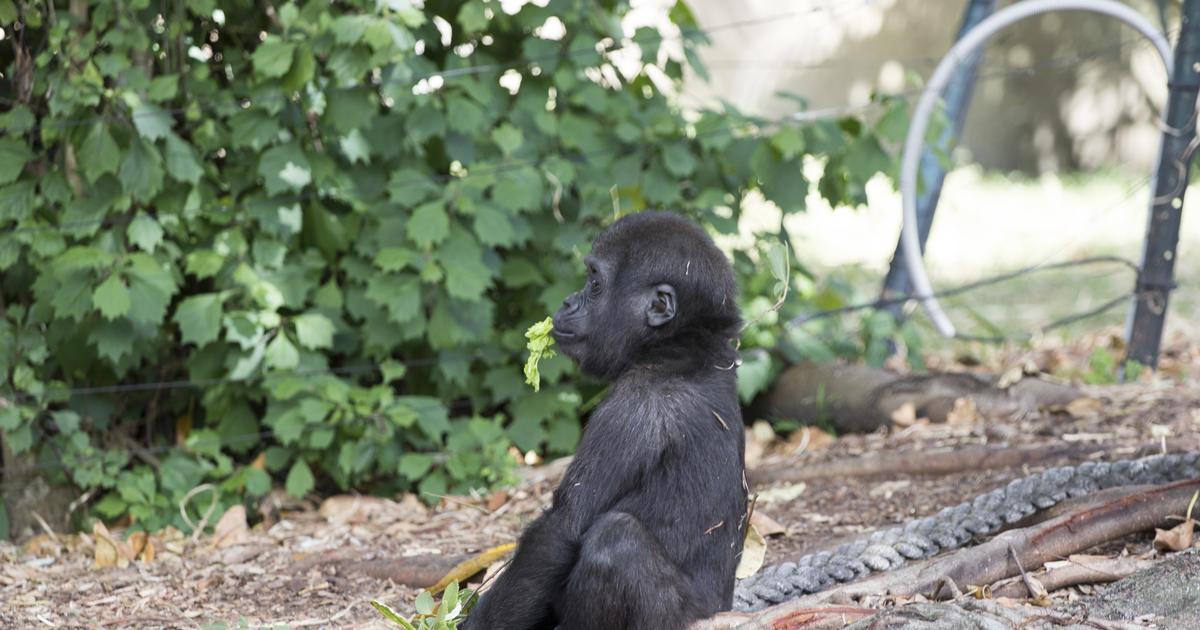 A chat with Gorilla Keeper Janet Lackey | Taronga Conservation Society ...