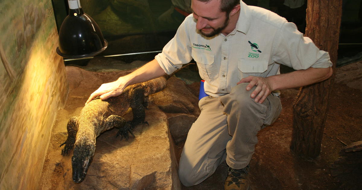 How to train your Dragon, too | Taronga Conservation Society Australia