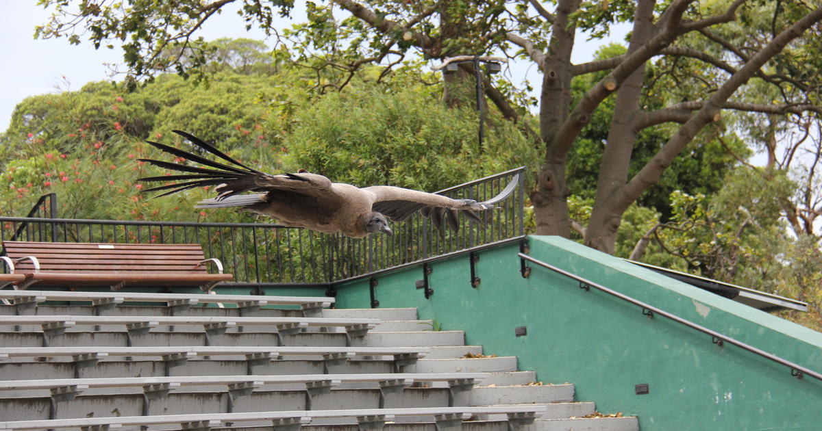 Taronga's Newest Condor Prepares for Christmas Flight | Taronga ...