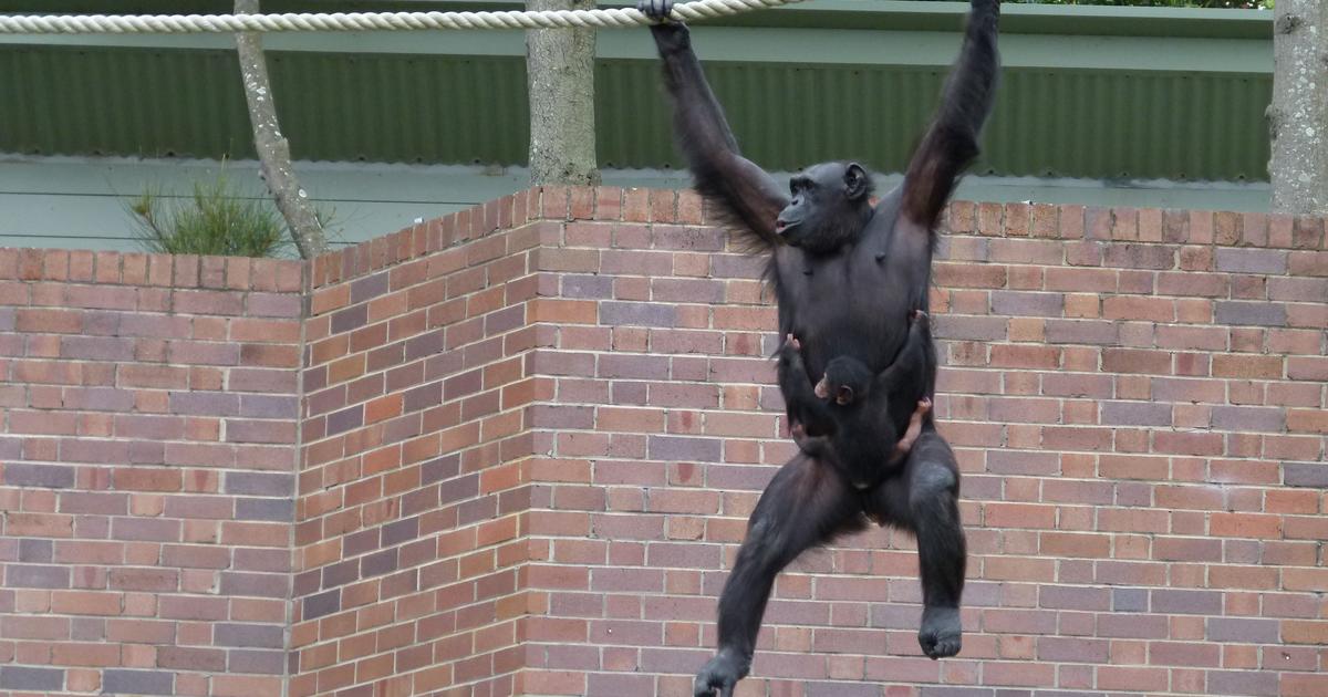 Chimps celebrate birthday milestones | Taronga Conservation Society ...