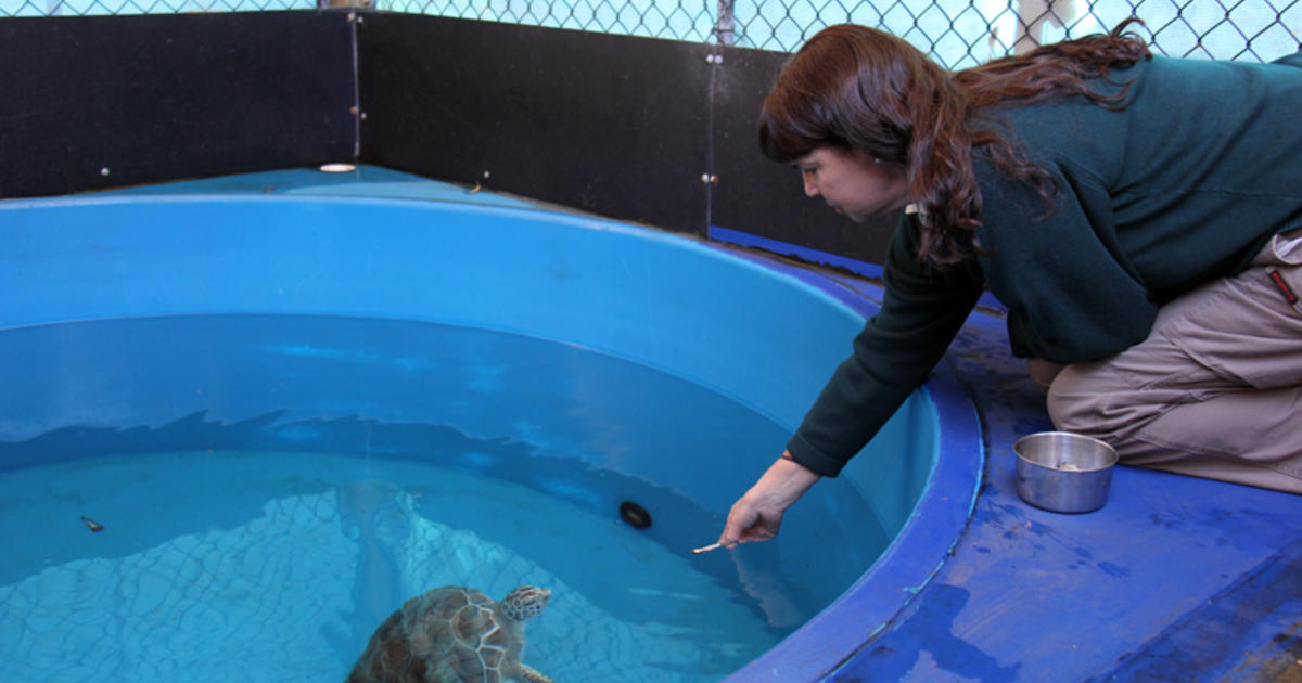 Taronga Wildlife Hospital Takes Action on World Turtle Day | Taronga ...