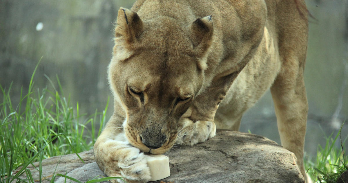 Taronga Animals Beat the Heat | Taronga Conservation Society Australia