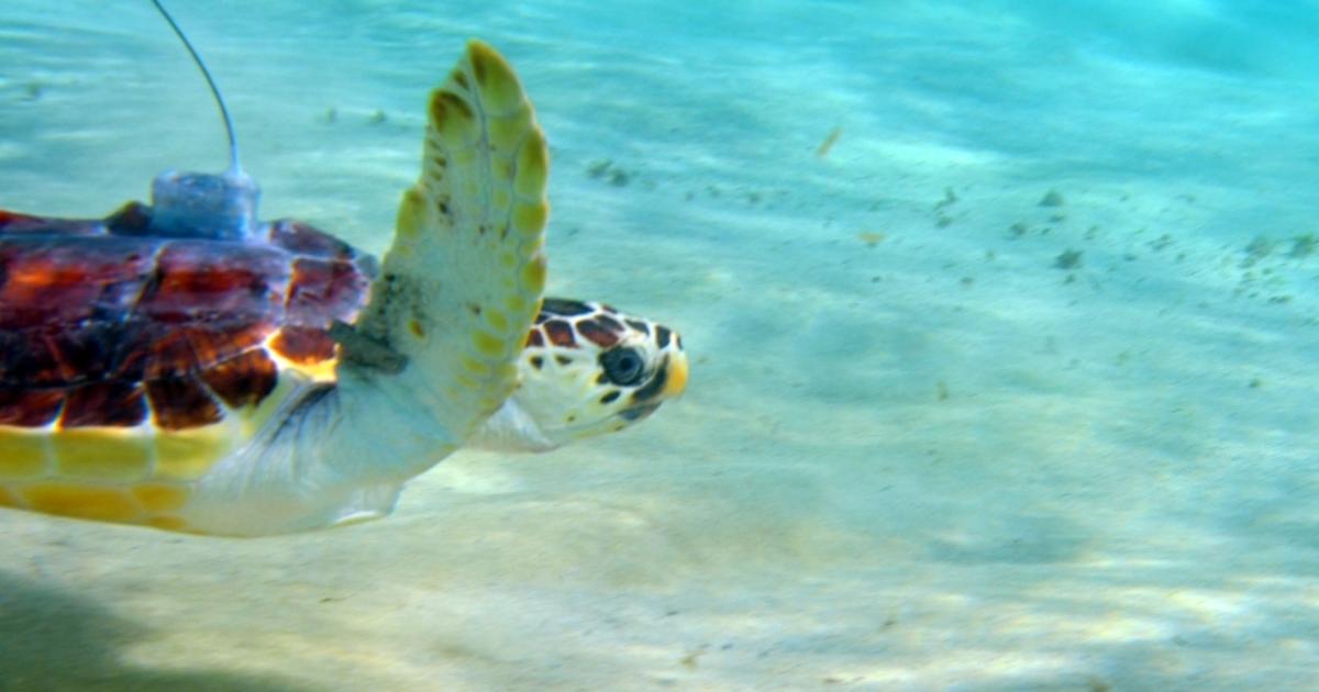 Endangered Loggerhead Set to Unlock Turtle's Lost Years | Taronga ...