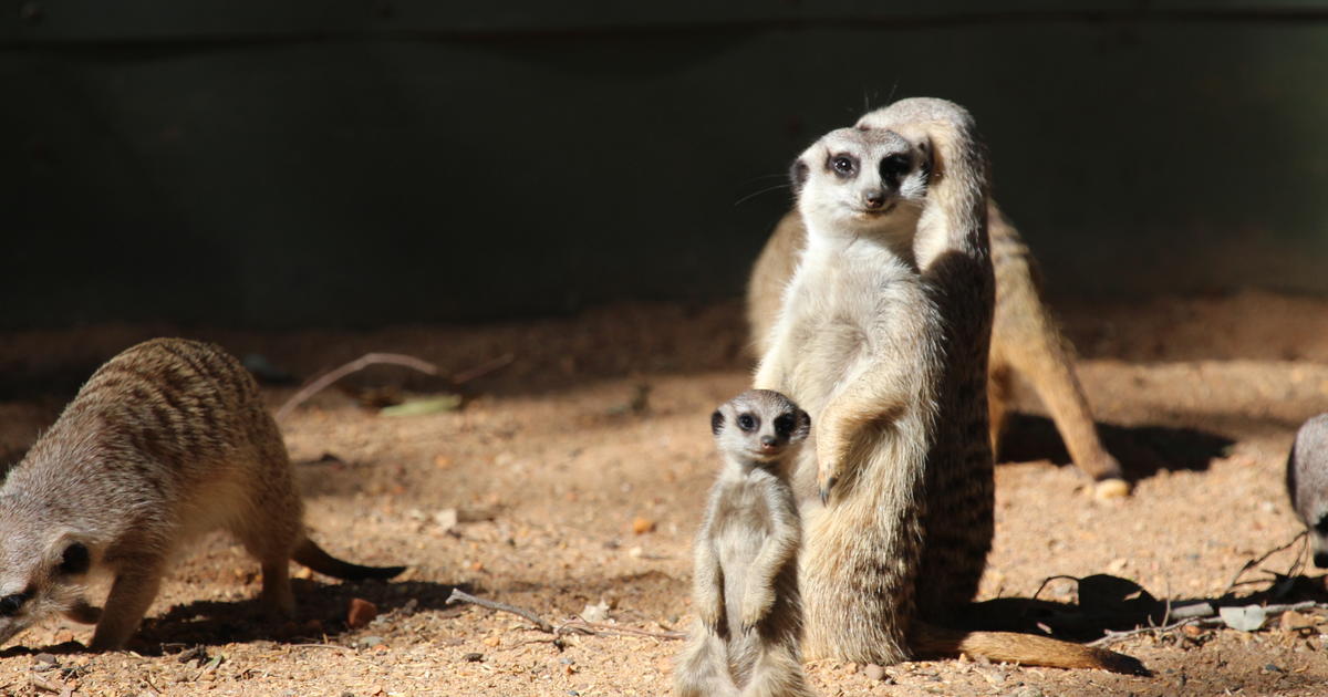 Zoo welcomes another Meerkat pup | Taronga Conservation Society Australia