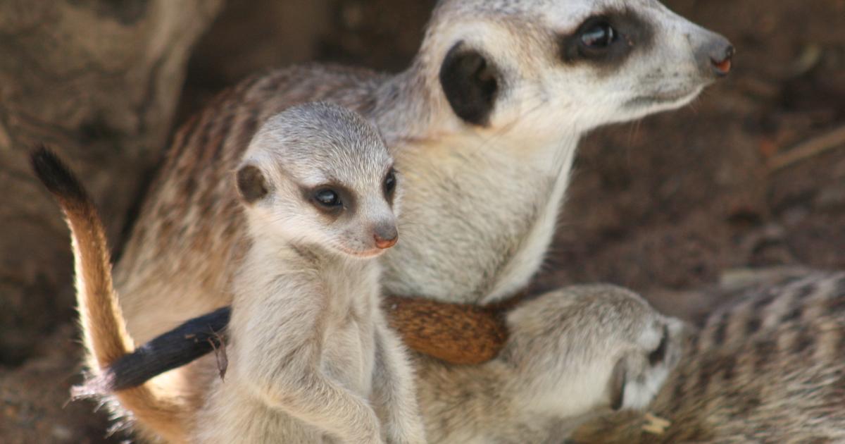 Zoo welcomes more Meerkats | Taronga Conservation Society Australia