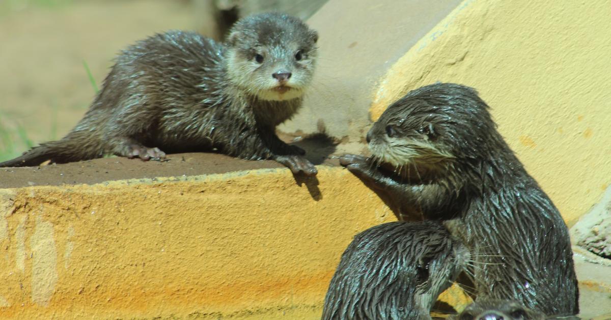 Breakthrough Otter breeding success for Zoo | Taronga Conservation ...