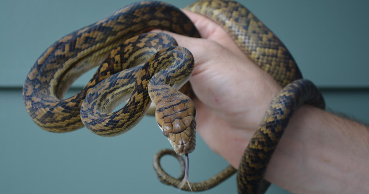 Rearing a gentle giant | Taronga Conservation Society Australia