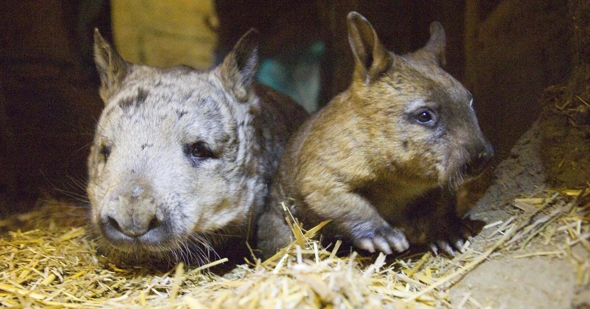 Wombat Birth Could Help Critically Endangered Cousin | Taronga ...