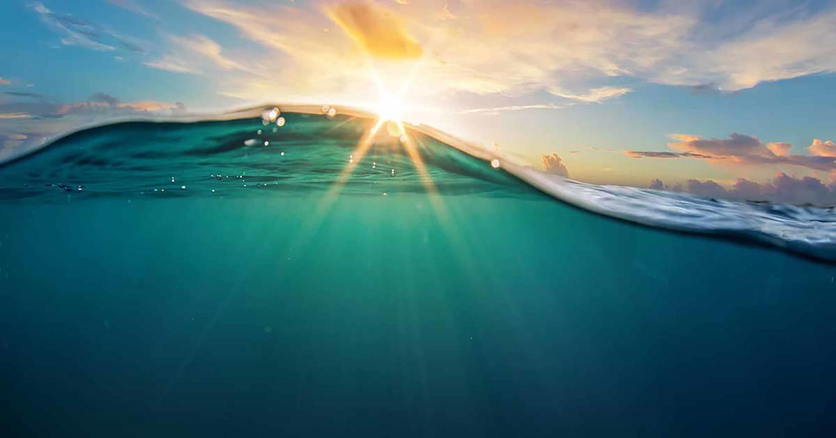 Two BIG ways you can help our oceans this summer | Taronga Conservation ...