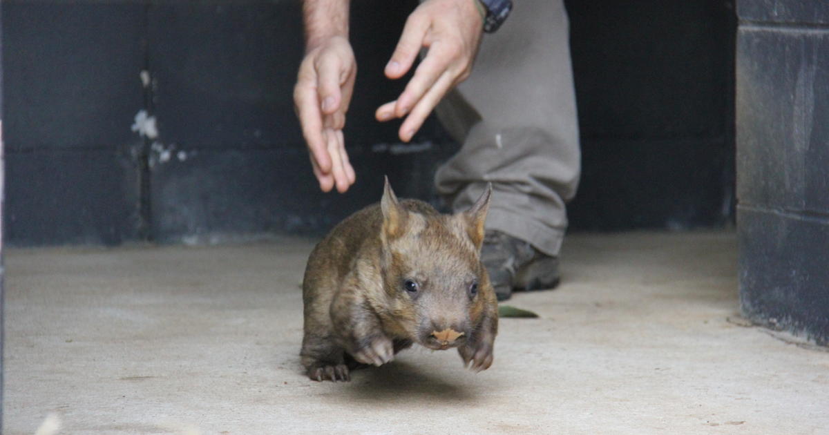 Wombat birth continues Taronga's breeding success story | Taronga ...