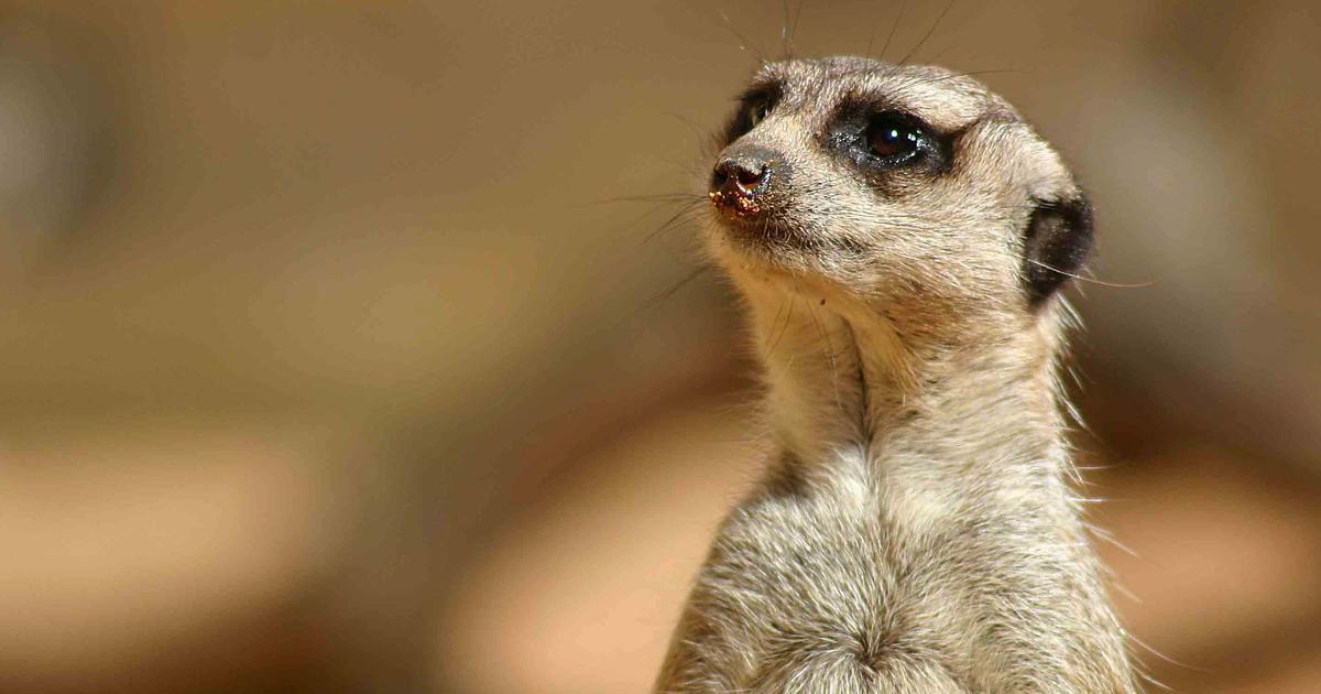 World Meerkat Day is born | Taronga Conservation Society Australia