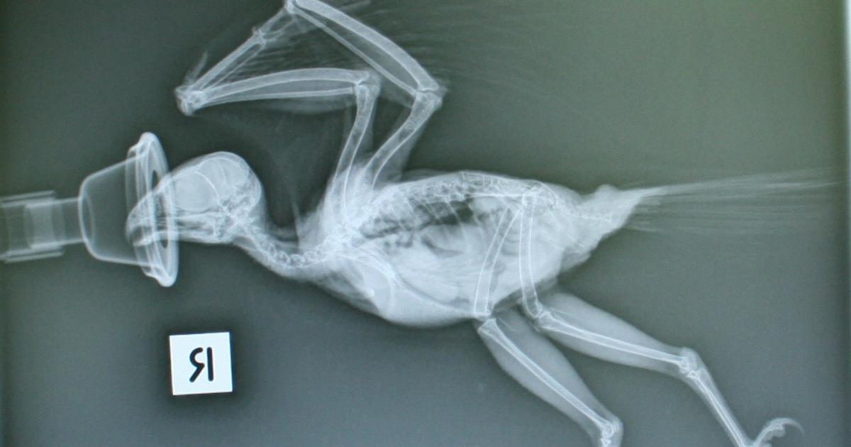 Local support gives Zoo latest digital x-ray | Taronga Conservation ...