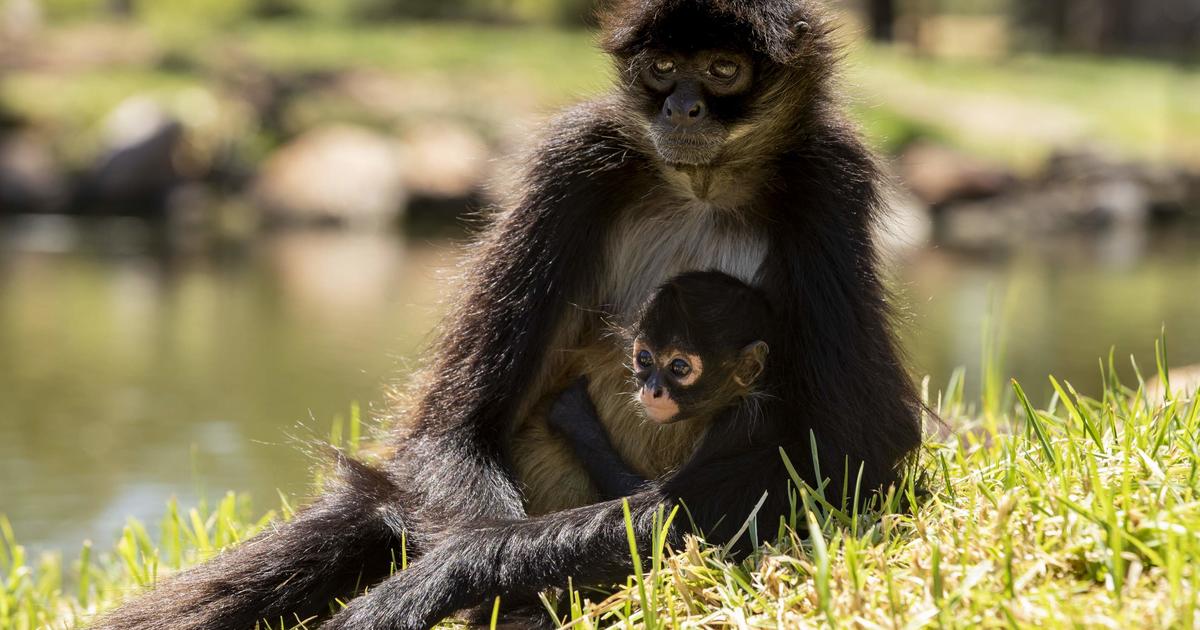 Growing up is monkey business | Taronga Conservation Society Australia