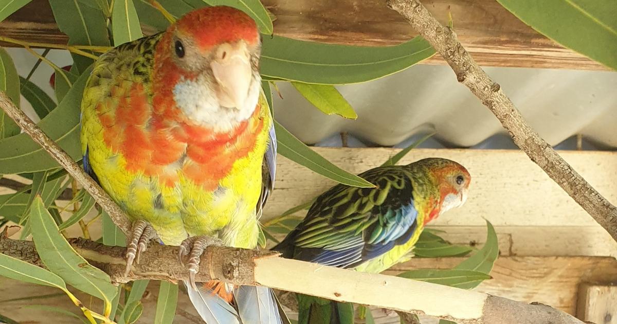 Record month at the Wildlife Hospital | Taronga Conservation Society ...