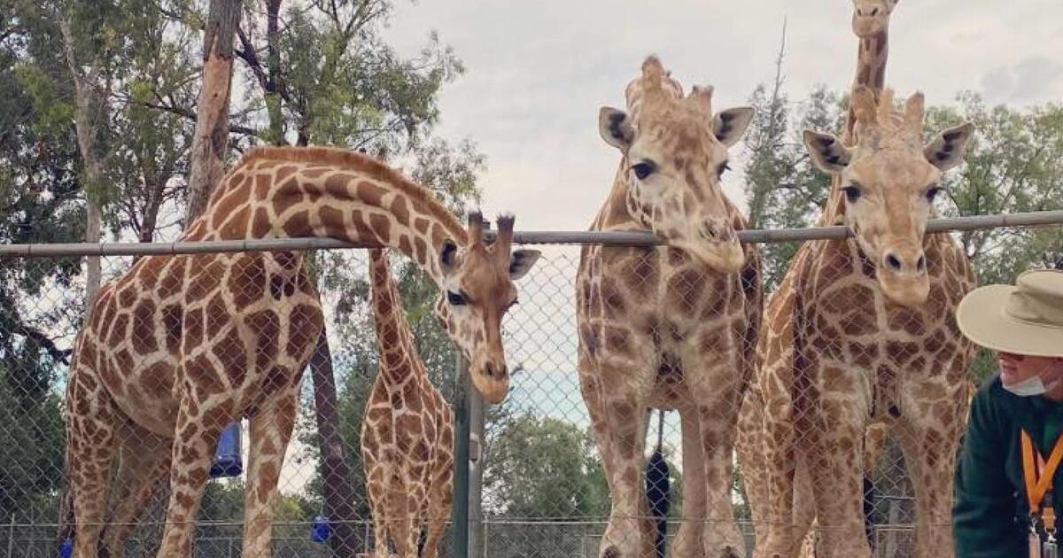Farewell Mutangi | Taronga Conservation Society Australia