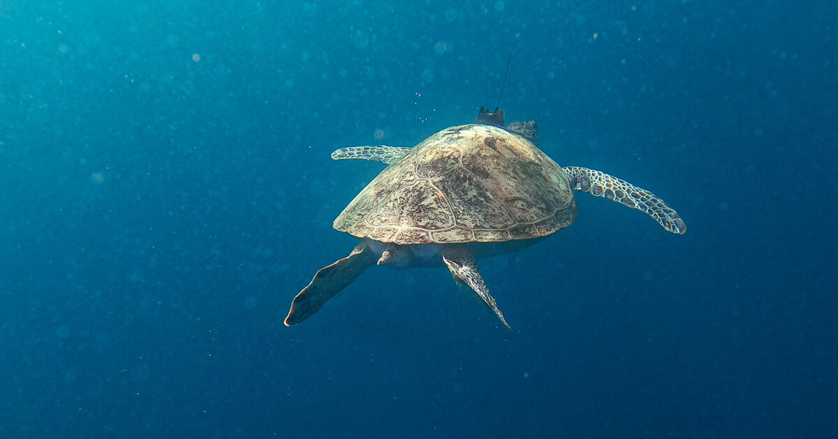 Green Turtle released back into wild | Taronga Conservation Society ...