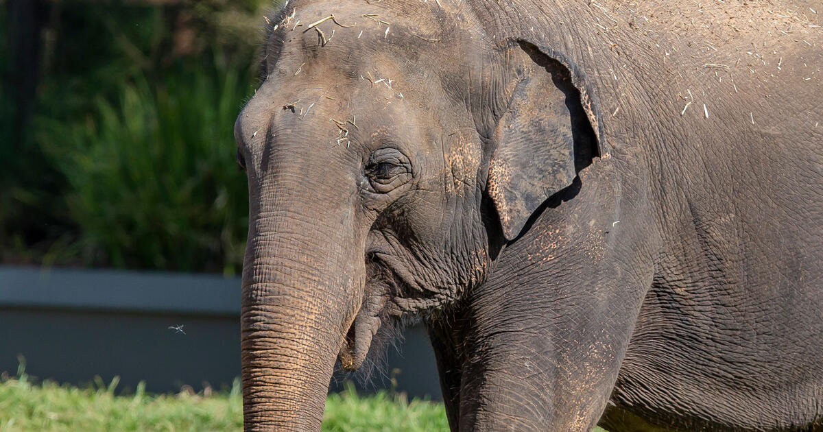 Dubbo Zoo Ele-brates Jumbo News | Taronga Conservation Society Australia