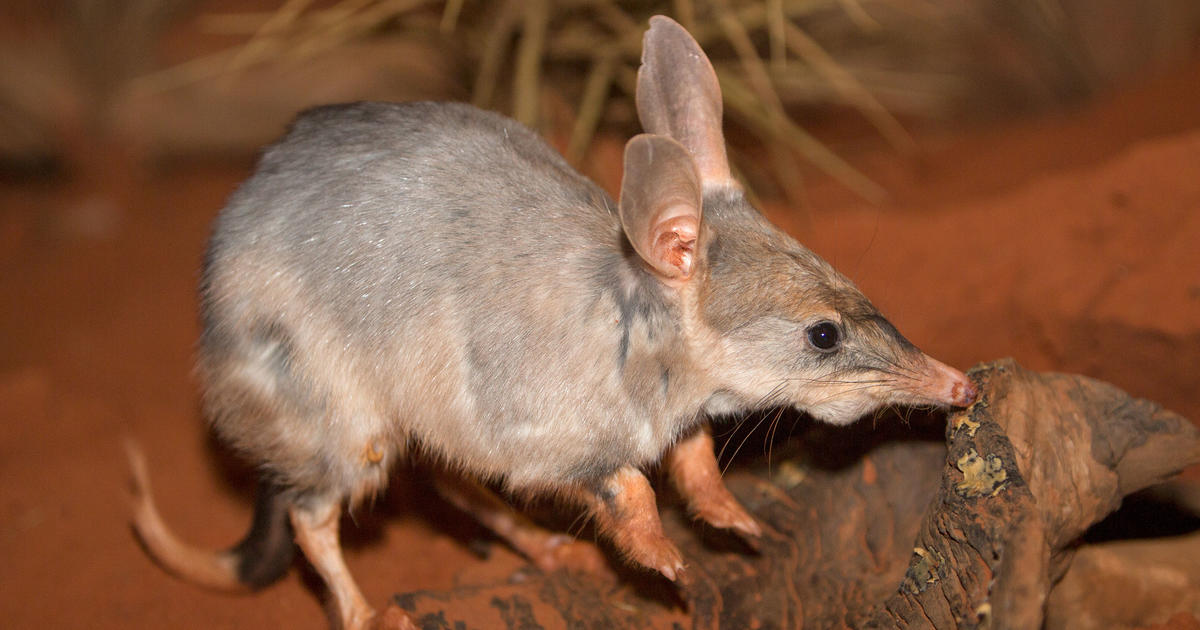 National Bilby Day 2019 | Taronga Conservation Society Australia