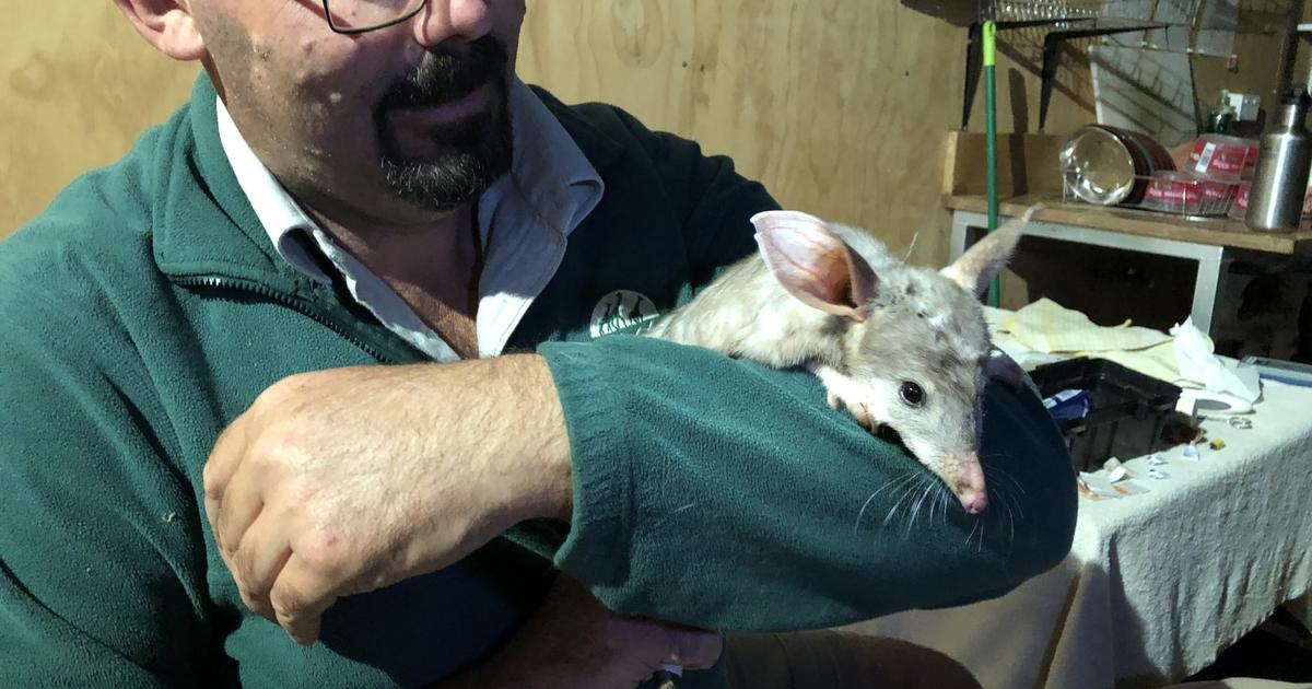 Hard working Greater Bilby | Taronga Conservation Society Australia